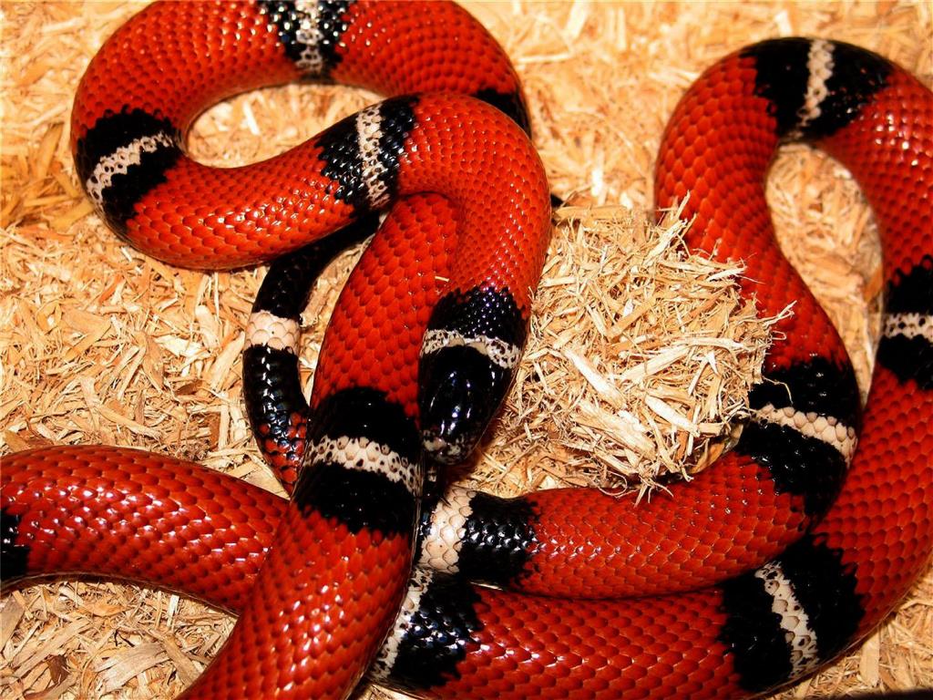Divagar entre FLORES - ANIMAIS - NATUREZA: Cobras de Muitas Cores