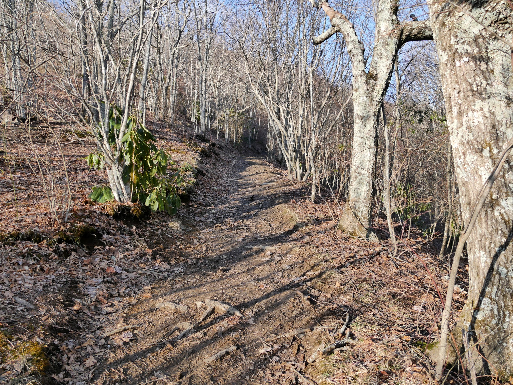 American Travel Journal: Max Patch Road to Max Patch Summit ...