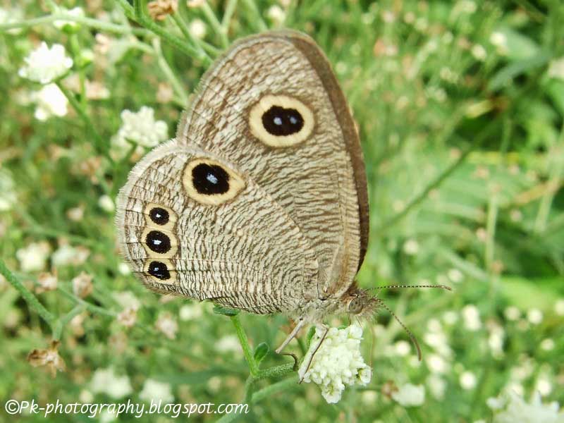 Common Four Ring Butterfly | Nature, Cultural, and Travel Photography Blog