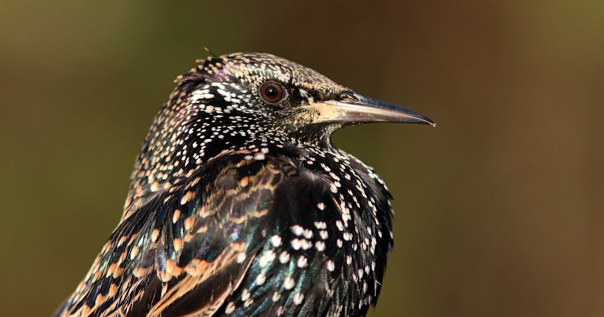 Northamptonshire Birding: Starlings, Goldcrests and a Great Northern Diver.