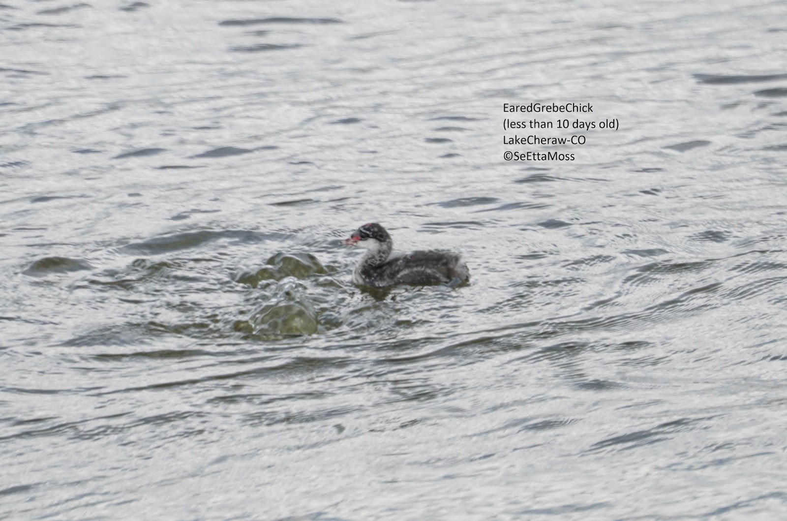 Eared Grebe parents feeding young chick