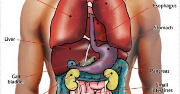 Inside Of The Human Body Inside Of The Human Body