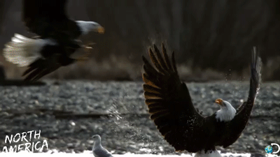 Animation Wallpaper: Animasi Elang .- Gif