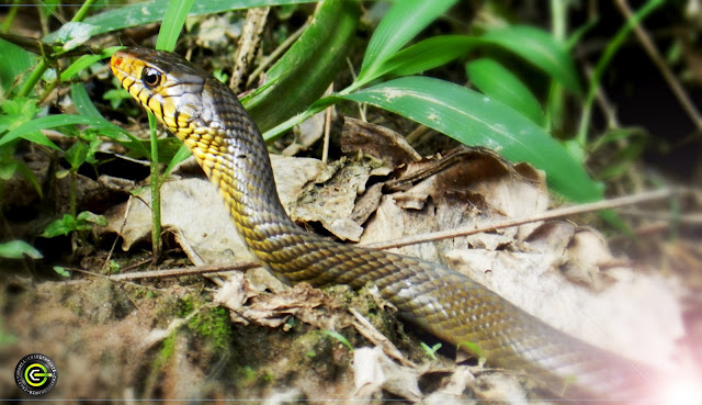 CharithMania: Sri Lankan Rat Snakes - ගැරඬ්යා
