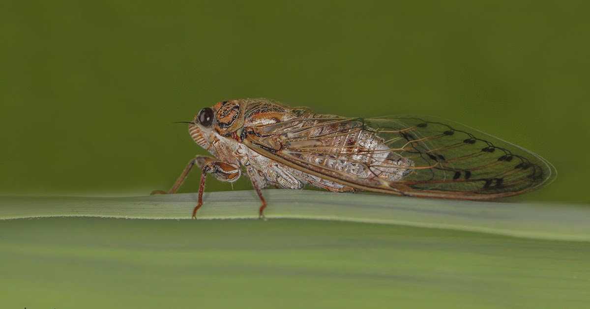 FOTOGRAFÍA Y NATURALEZA EN ANDALUCÍA: MACROFOTOGRAFÍA-CHICHARRA ...