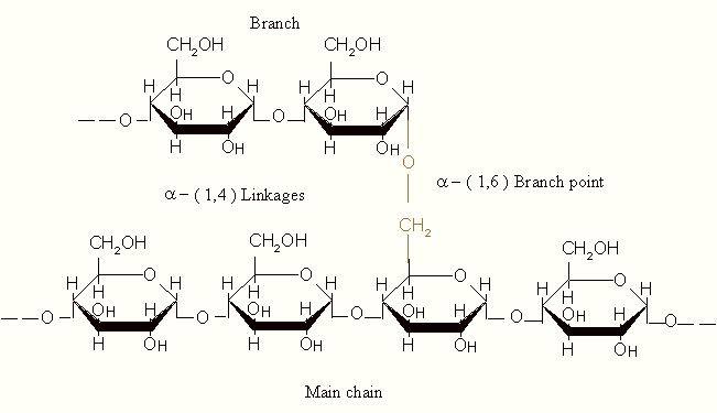 Seven Days per Week: STPM Biology Biological Molecules (Part 6)