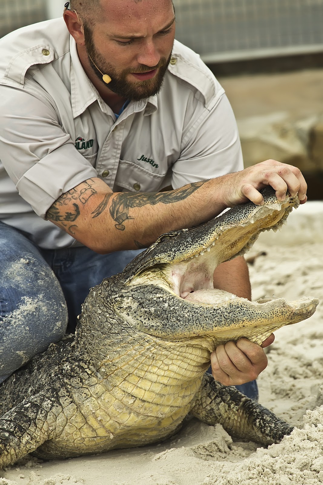 Nancy's Photography Blog: GATORLAND....finally got there!!