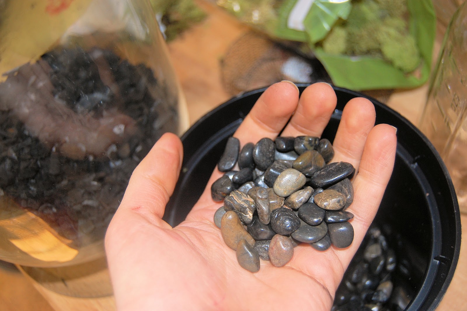 The Bumbling Gardenista: Terror-rarium