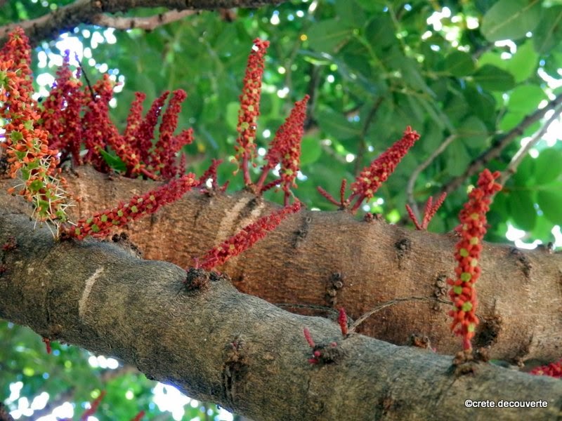 Flore de Crète: Le Caroubier, Ceratonia siliqua