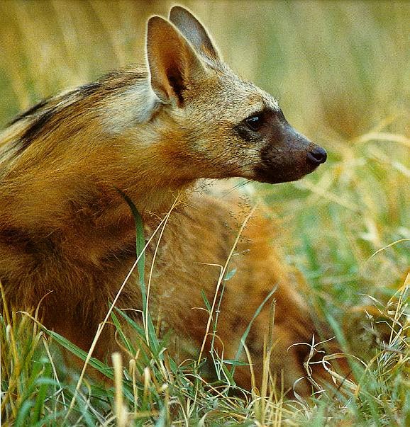 Aardwolf, Aardwolf Reproduction, Food Aardwolf part 2 - veterinary online