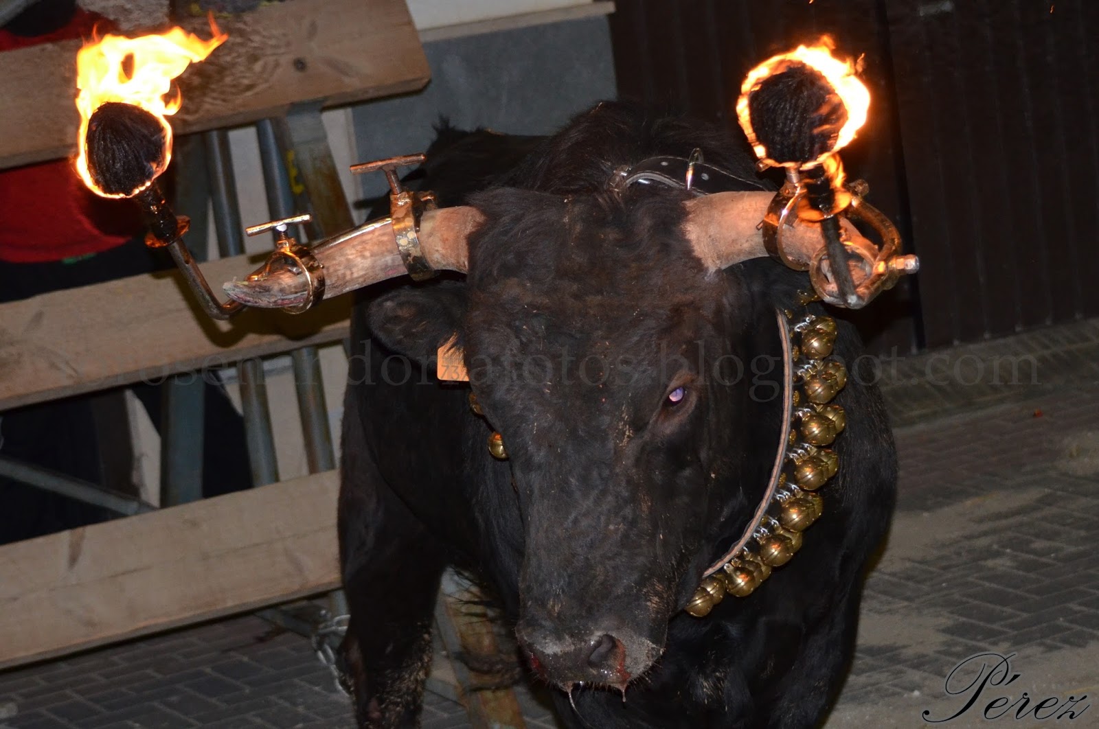 Toros en Andorra Fotos: Toro embolado de Alberto Granchel en Castellnovo.