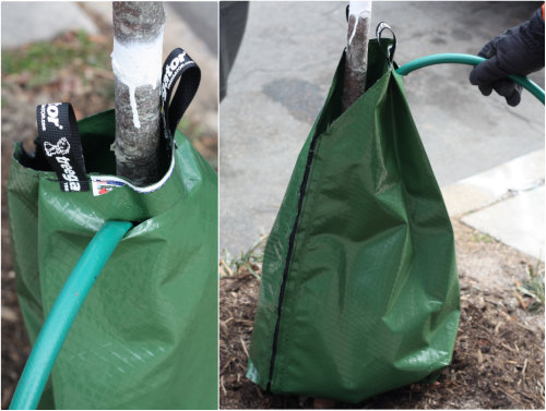 City Tree Update: New Life | 17 Apart