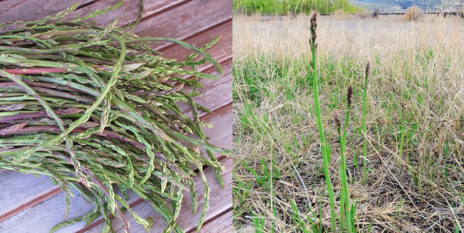 Paramedicina tratamente aura: Plante salbatice comestibile la inceput ...