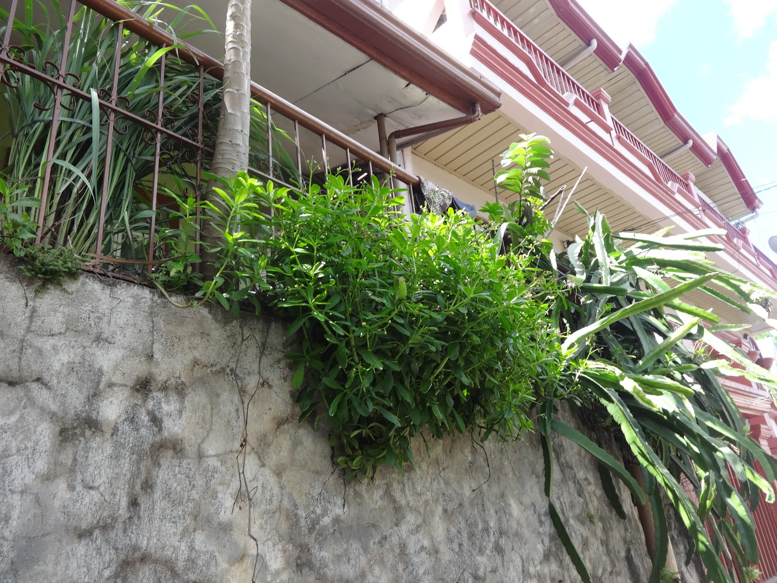 Herbs from Distant Lands: Talinum triangulare - Philippine Spinach ...