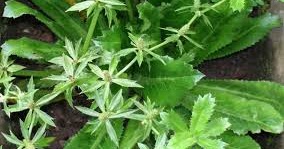 AGRICULTURE: african malli