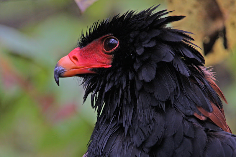 World Bird Sanctuary: Not Just Another Dark Shadow