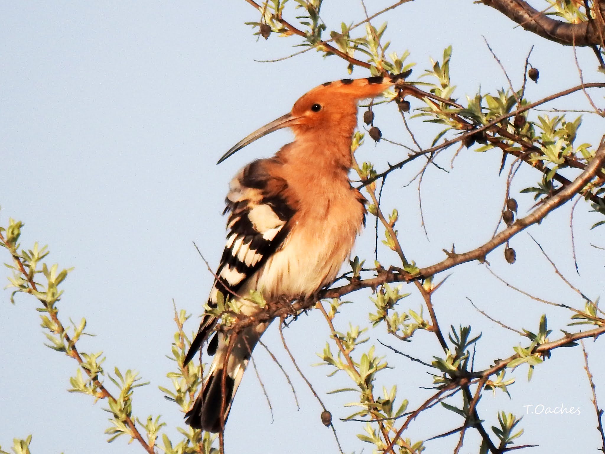 PASARI DIN ROMANIA: PUPAZA, Upupa epops