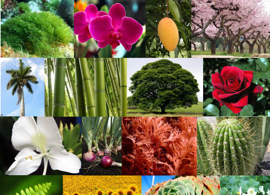 CIENCIAS: EL REINO VEGETAL