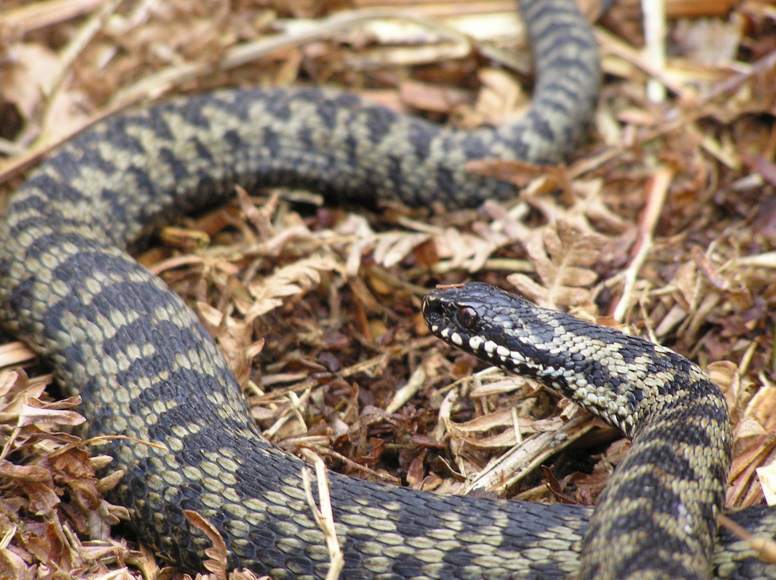 Froglife news: Adder Themed Meeting in the South East