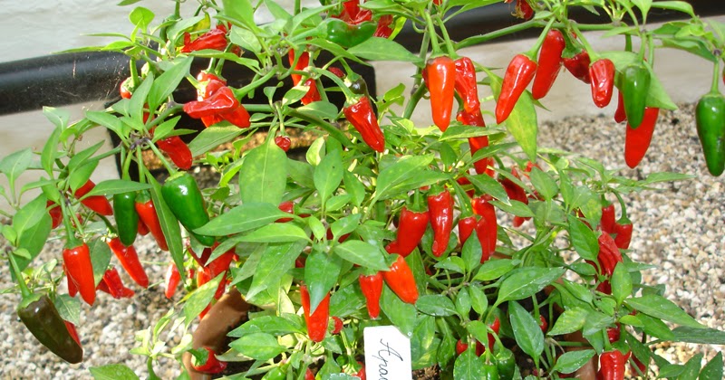 Tanam Cili Api @ Cabai Burung Dalam Pasu, Nak Guna Petik Jer.... - blog ...
