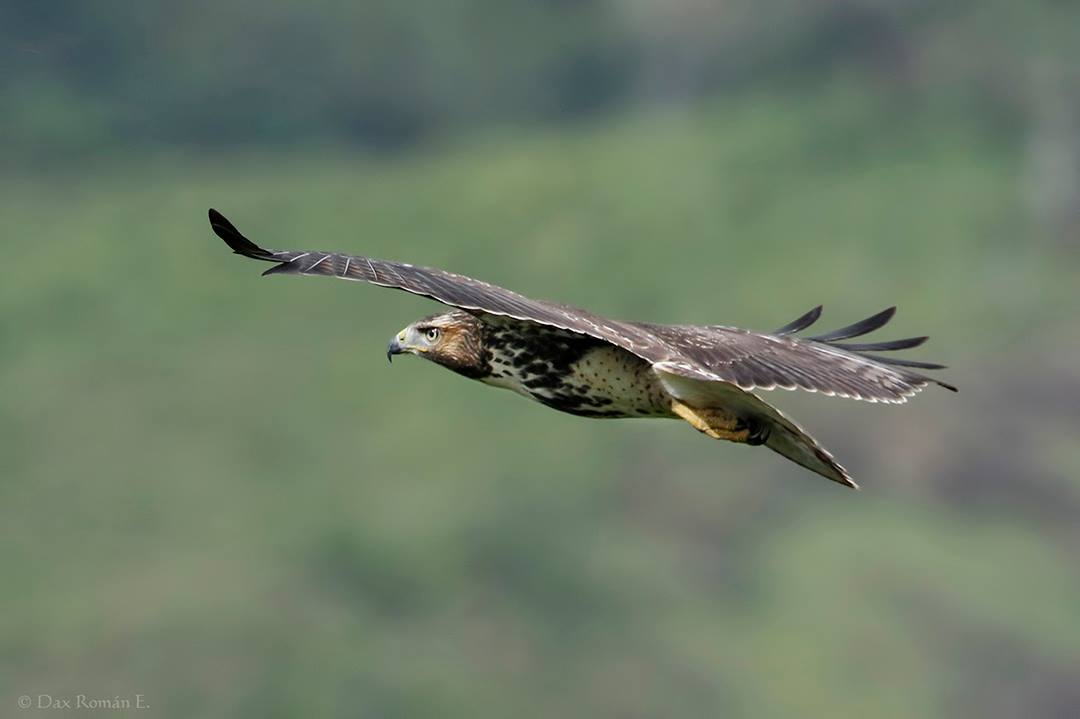 Guaraguao. | Fauna Dominicana