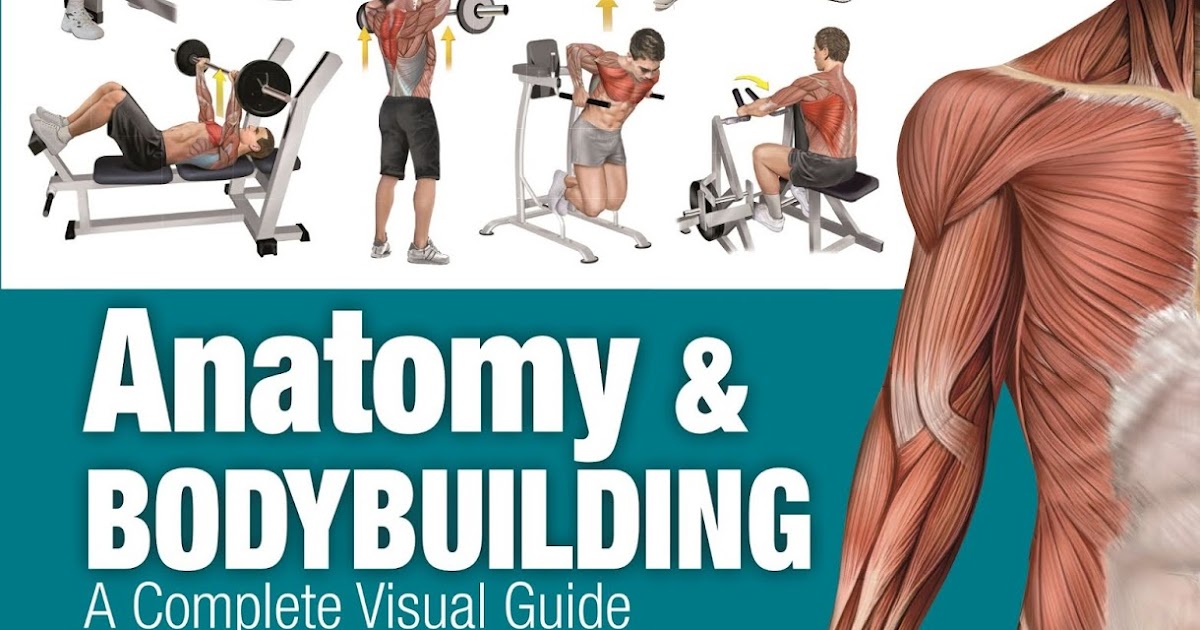 Anatomy & Bodybuilding: A Complete Visual Guide - Body Mass Maxx