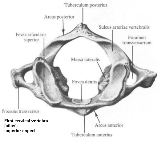 Medicine Conspectus: Atlasul şi Axisul. Caracterele speciale ale unor ...