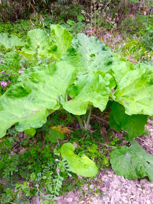 Japanese Herb Series 7 : "Burdock" , a highly beneficial herb