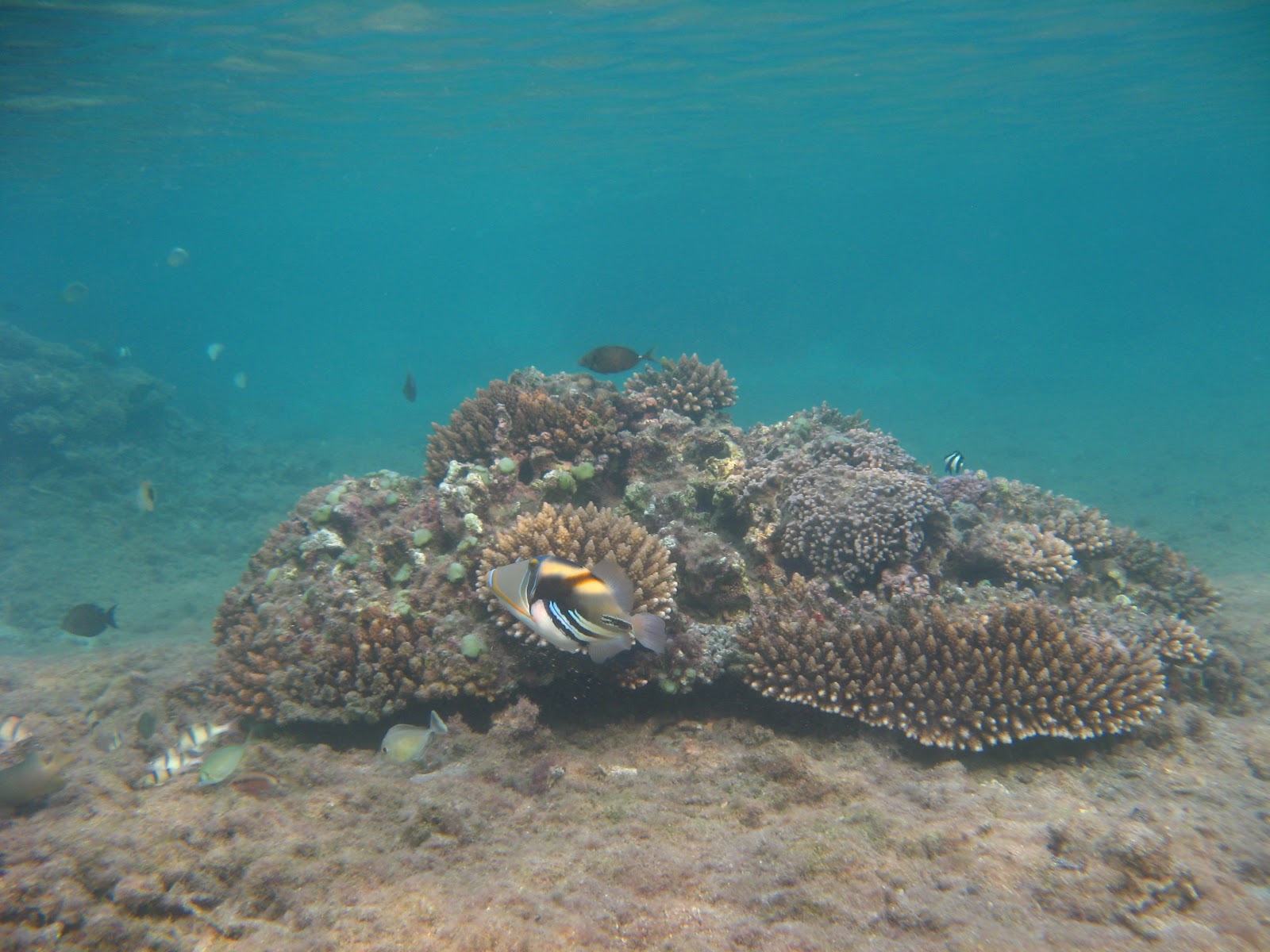 Lagons de la Réunion et ses poissons tropicaux: 2012 20 mai Lagon St Pierre