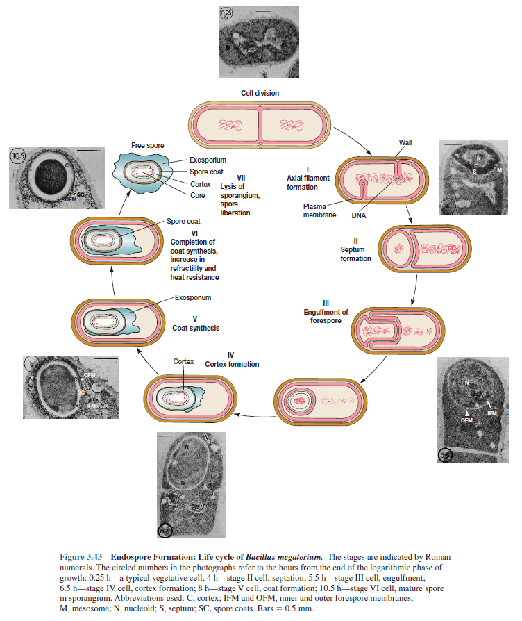 Microbiology Notes: Bacterial Cell Structure and Function