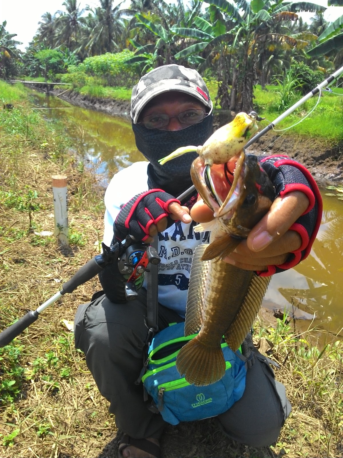 Belajar Mancing: Mancing Gabus Terus