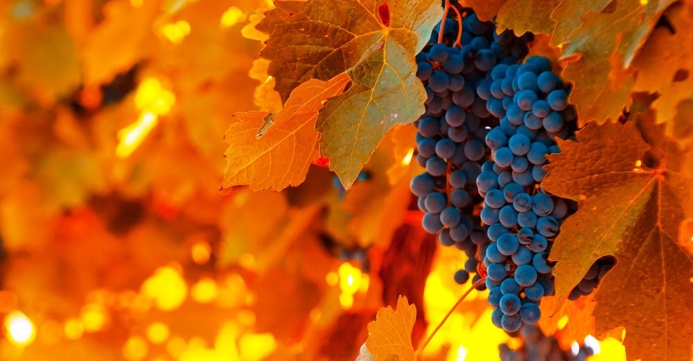 A Pilgrim's Journey: The Story of God's Vineyard