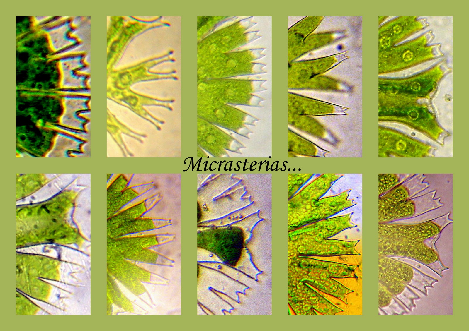 Cultivo de Microalgas em Fotobiorreatores: Microalgas...