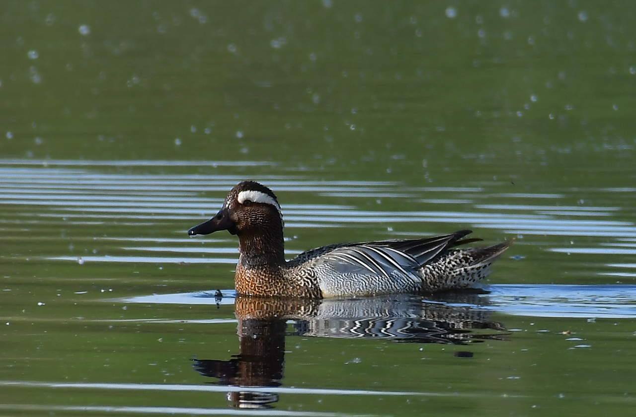 Jozef van der Heijden - Natuurfotografie: Slobeenden, Zomertaling en de ...