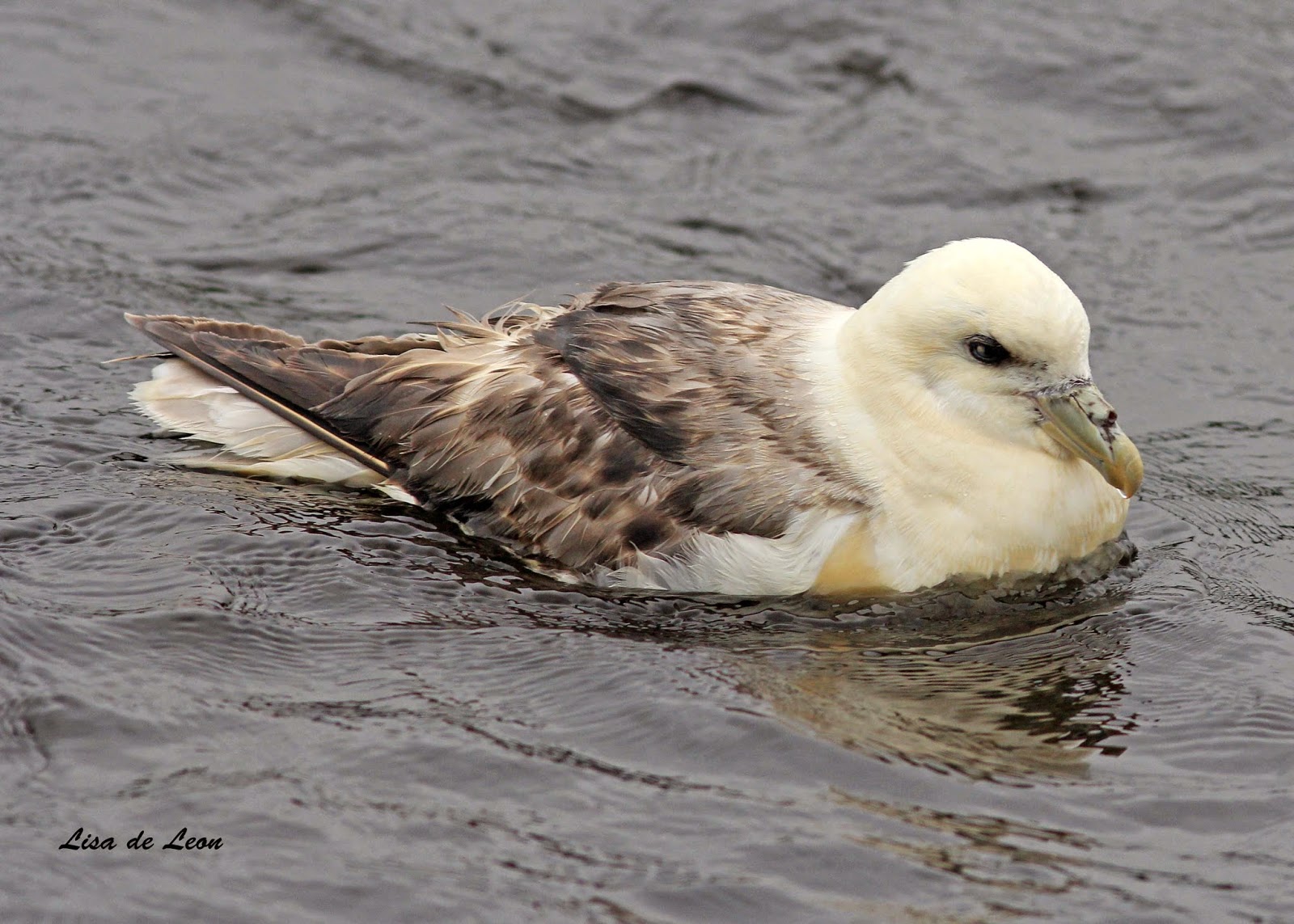 Birding with Lisa de Leon: Northern Fulmar: Full Frame