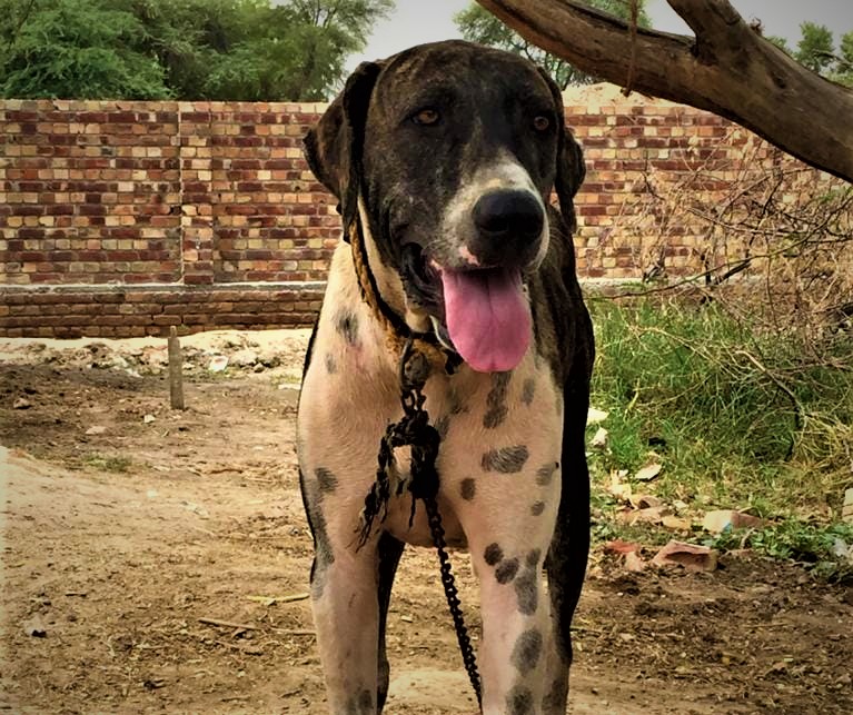 Bully Kutta dog history, breed information, description, personality ...