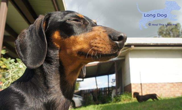 Long Dog