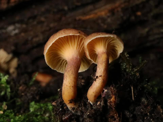 艾~台灣的真菌手札 (Emily, Amy & Allan's Taiwan fungi journal): 【No.256 ...