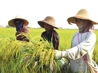 Perlisku: Padi Angin Simpang 4