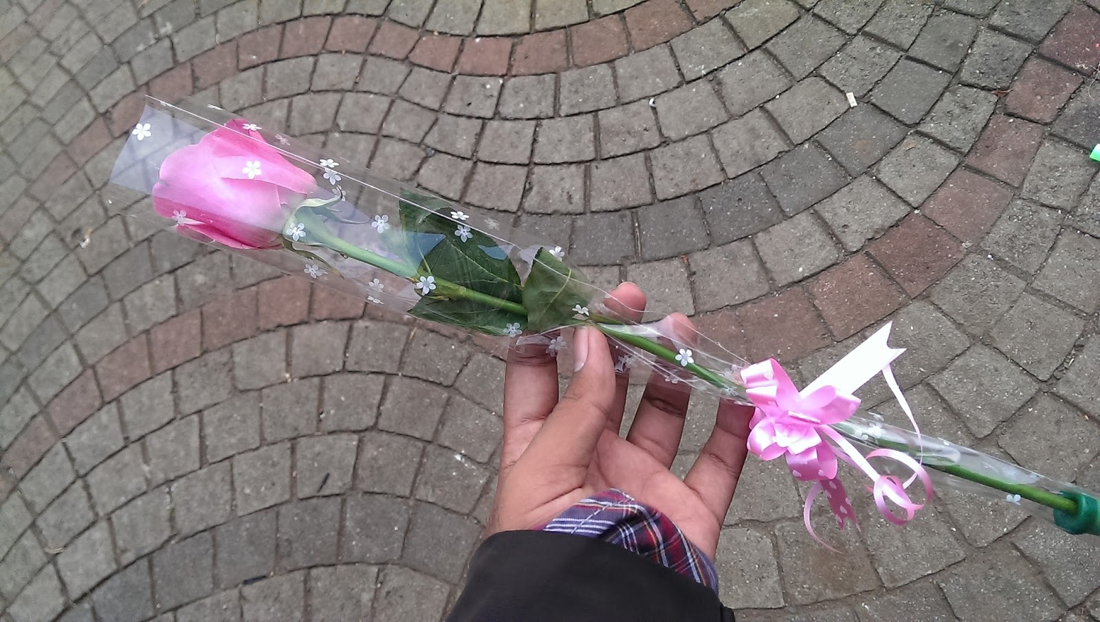 Gambar Cowok Ngasih Bunga Mawar - GAMBAR BUNGA MAWAR