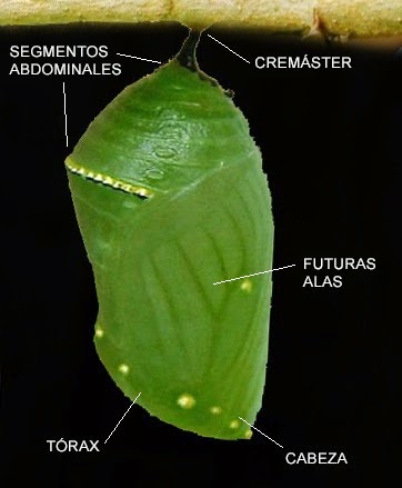 MARIPOSAS (BUTTERFLIES): LA CRISÁLIDA