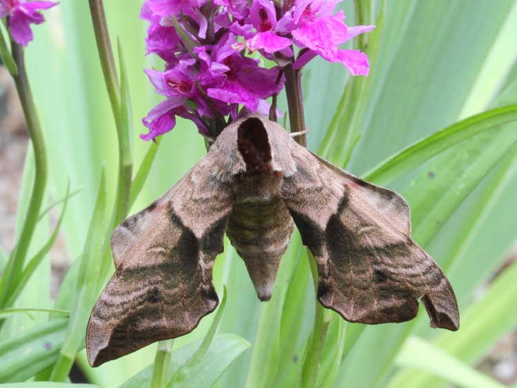 Shropshire Birder: Hawkmoths!