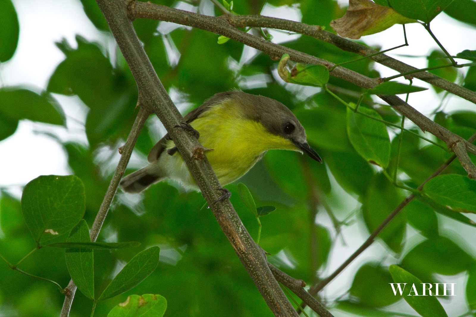 small world: REMETUK LAUT/ GOLDEN-BELIED GERYGONE/ GERYGONE SULPHUREA ...