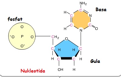 Metabolisme Biomolekul Nukleotida