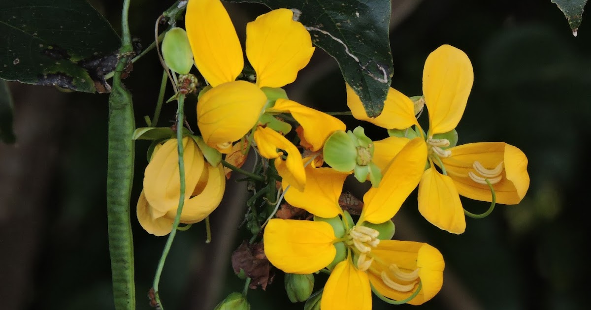 Fabaceae - Leguminosae no Brasil: The genus Senna Mill. (Leguminosae ...
