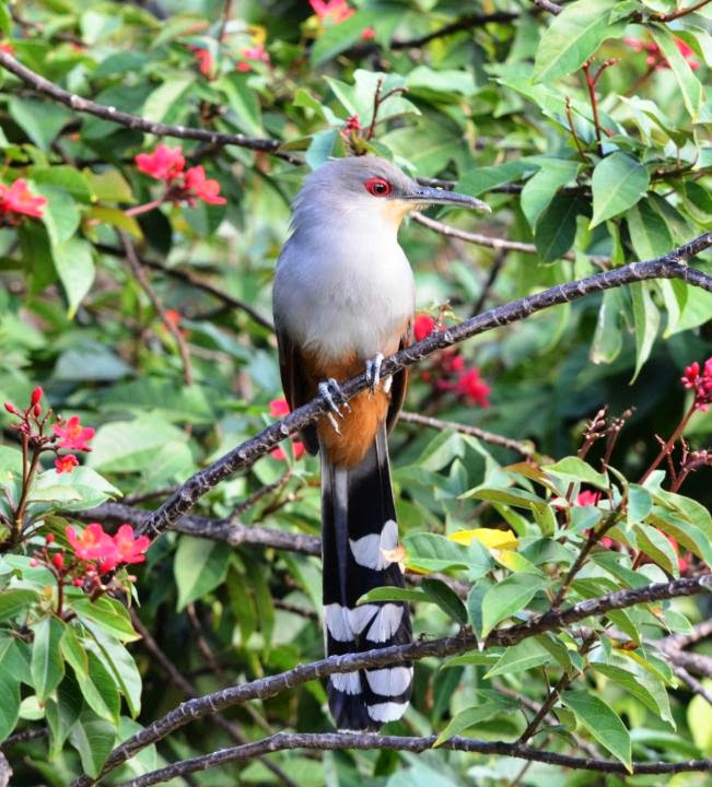 Tierra de cucos, cuclillos, críalos, turacos: Cuco lagartero de La ...
