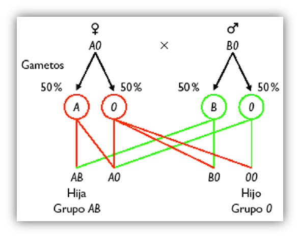 Biologia Umb: Fenotipo y genotipo