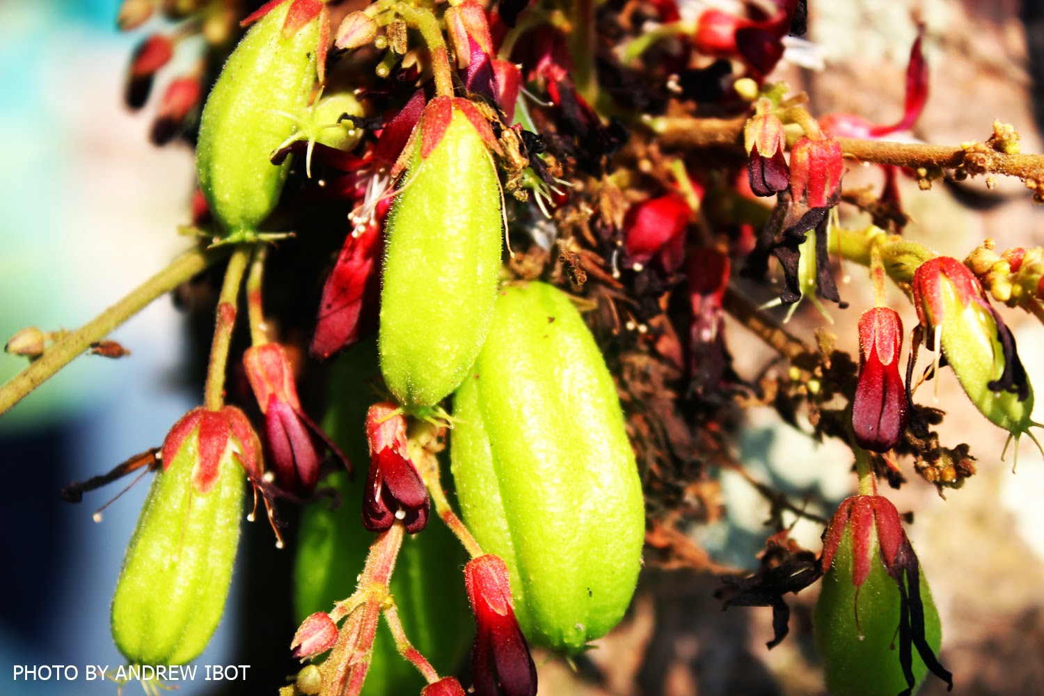 Ako si ANDREW IBOT!: Kamias (Averrhoa bilimbi)
