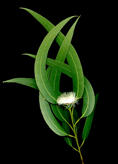 Hoja Falcada (falcata) - Botánica integra