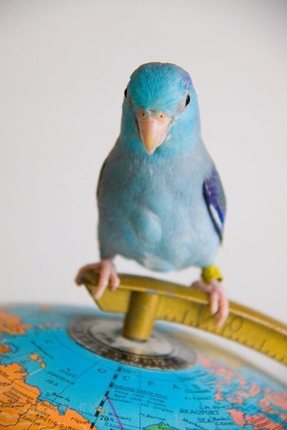 Stunning Photos: I'm a parrot. I can pick up an accent and just do it